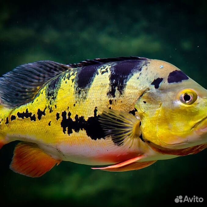 Цихла ленточная оцеллярис (Cichla ocellaris)