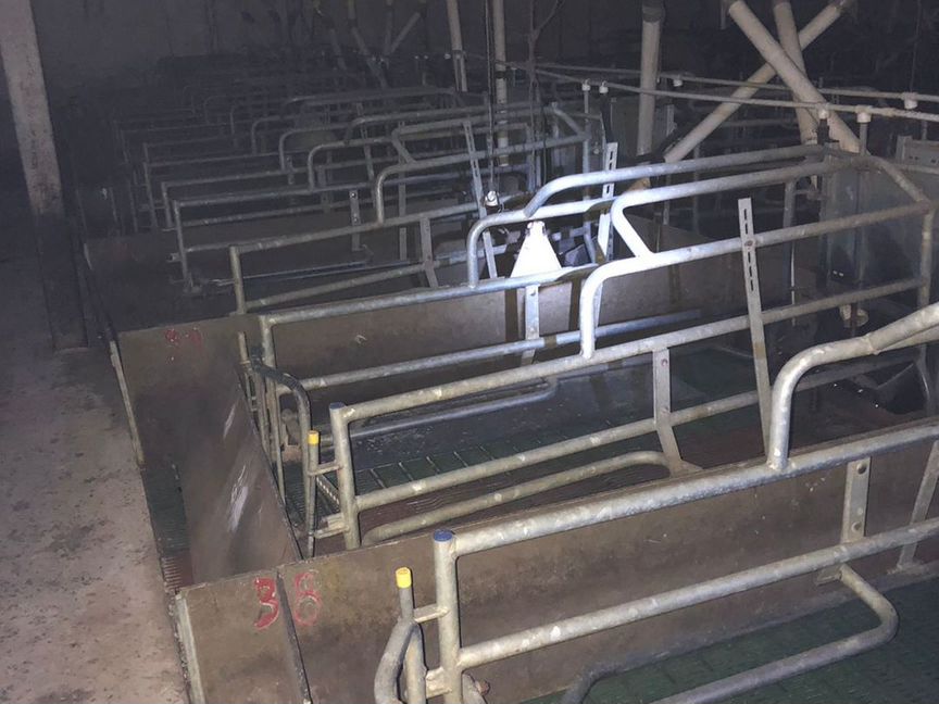 Станок опороса в комплекте (BIG dutchman)