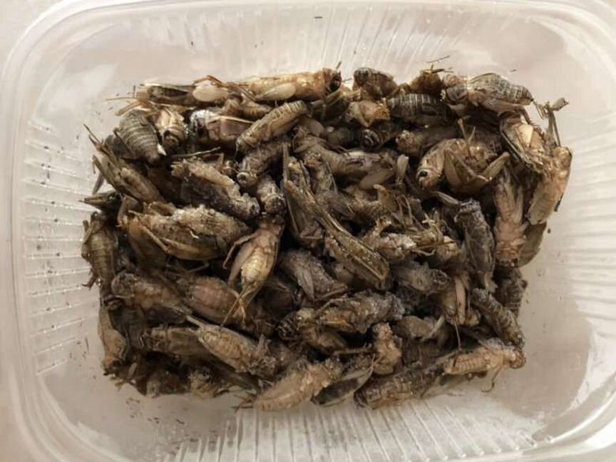 Замороженные сверчки, живые тараканы