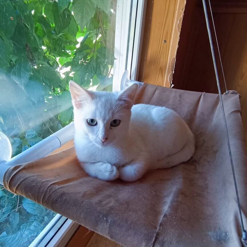 Маленький белый кото-ангелочек