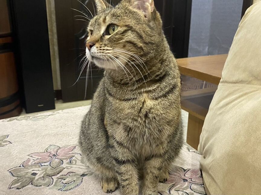 Кошка