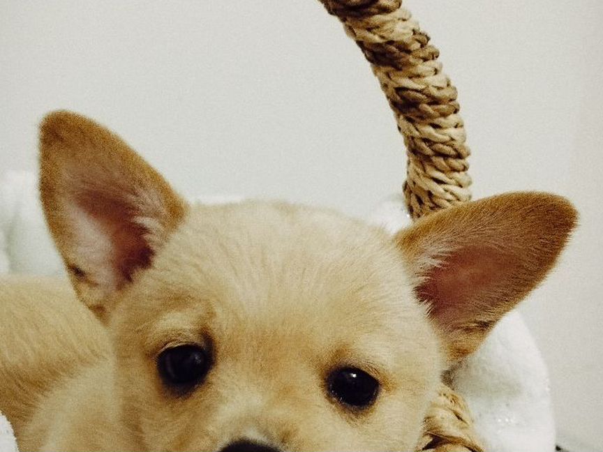 Той-терьер щенки