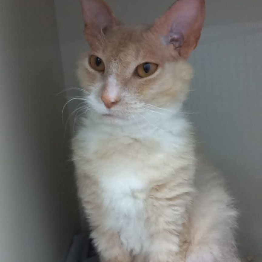 Прошу помощи