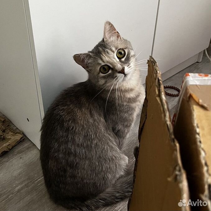 Брусничка ищет дом и семью