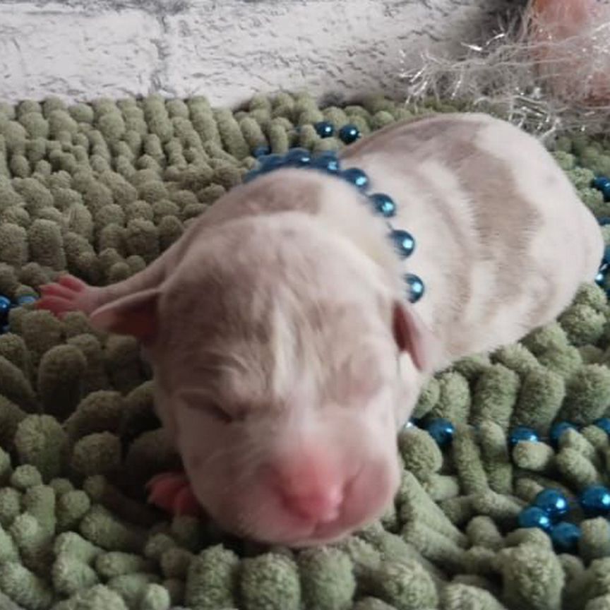 Малыш американский булли, лиловый мерль