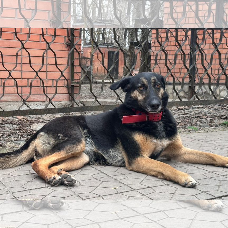 Умнейшая собака Веста