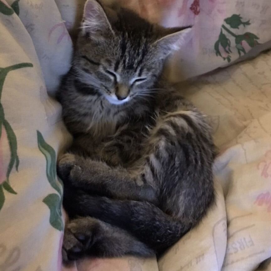 Котенок девочка в добрые руки