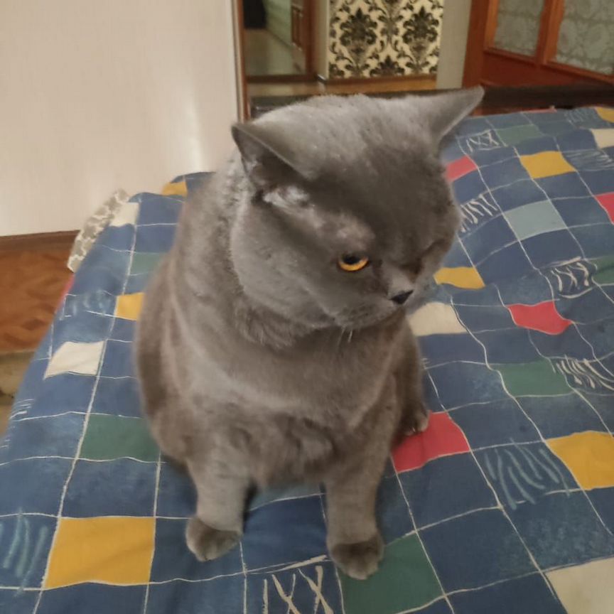Кошечка