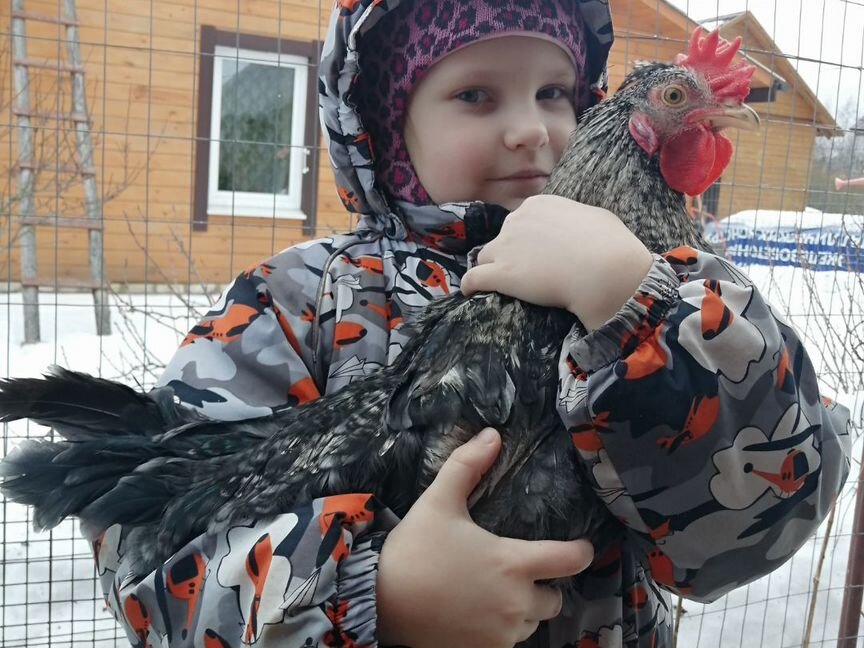 Петушки молодые ручные