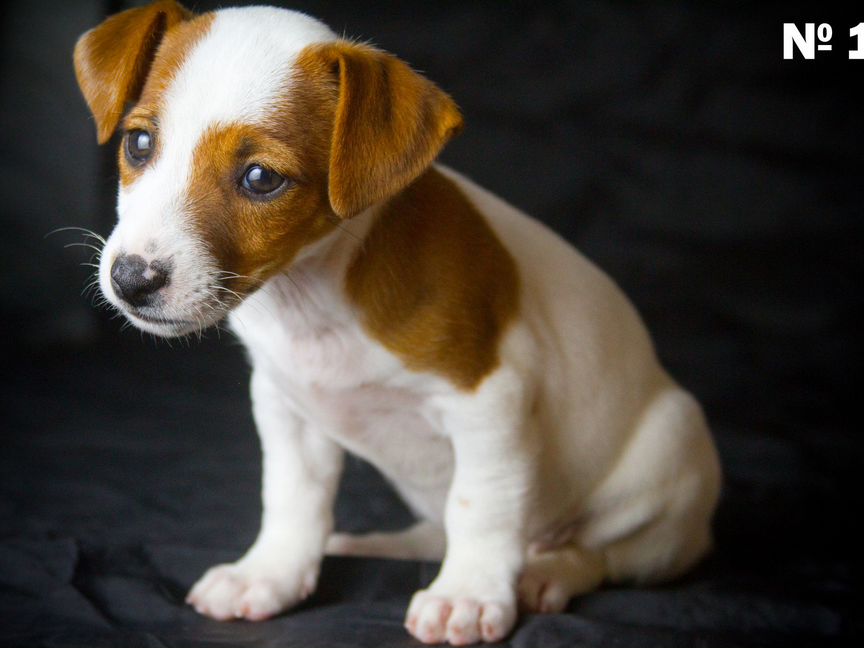 Девочки Джек Рассел терьер. Без торга