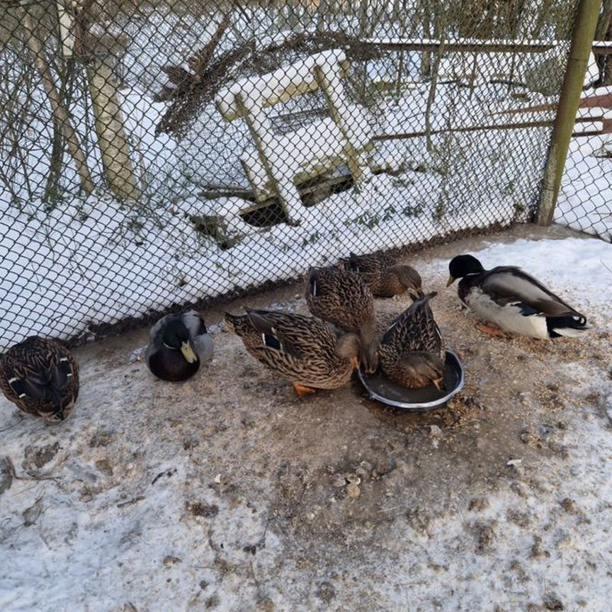 Подсадные утки