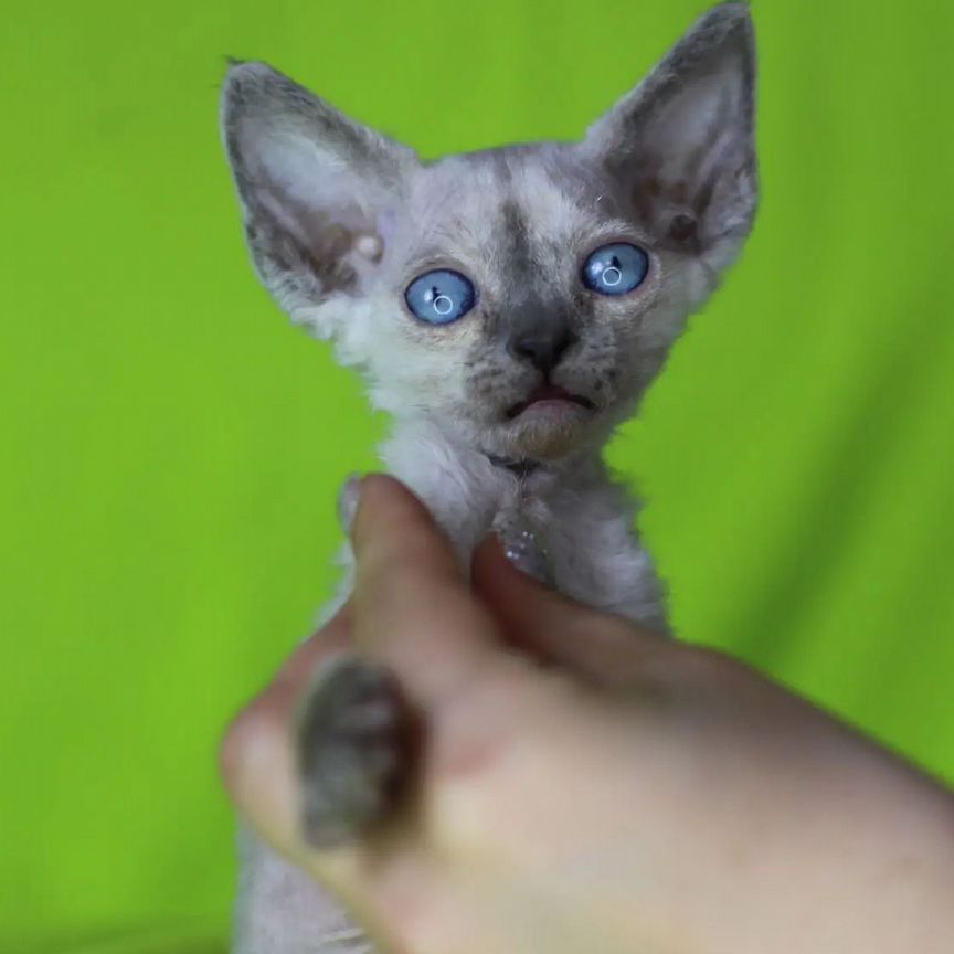 Девон-рекс котёнок