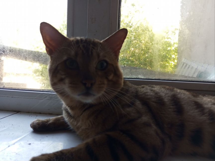 Кот в добрые руки