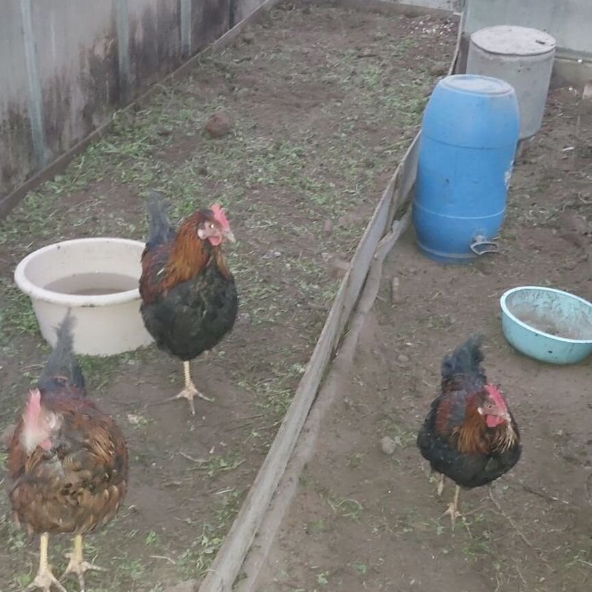 Молодые петухи