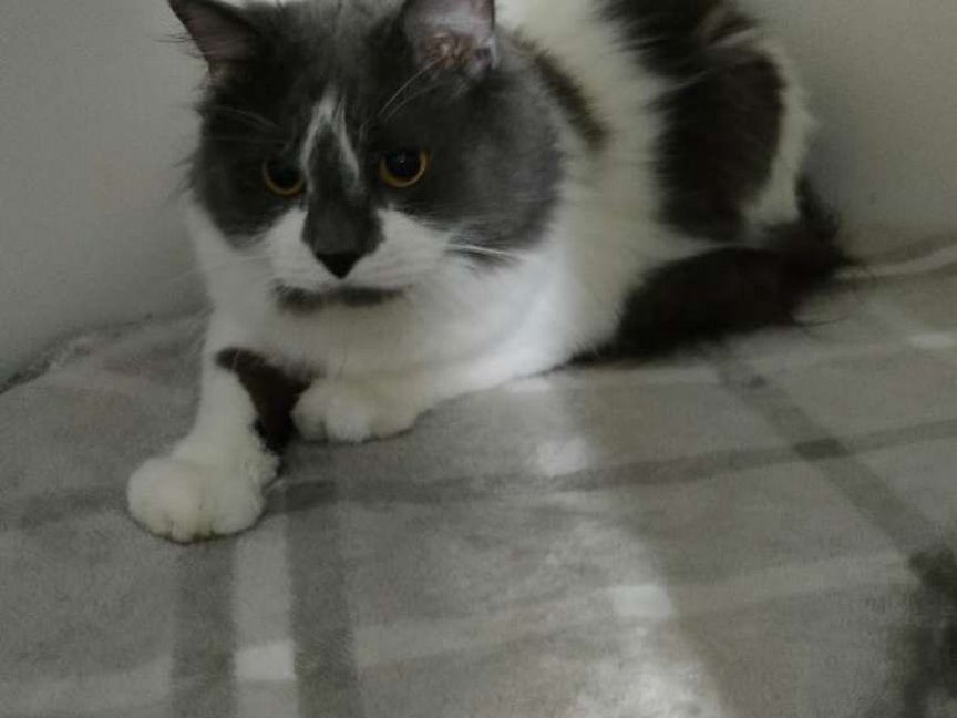 Кот 3 года