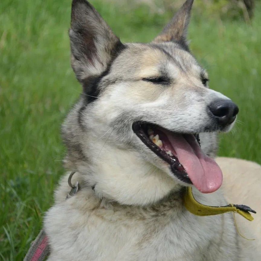 Я Дейзи и я хочу домой