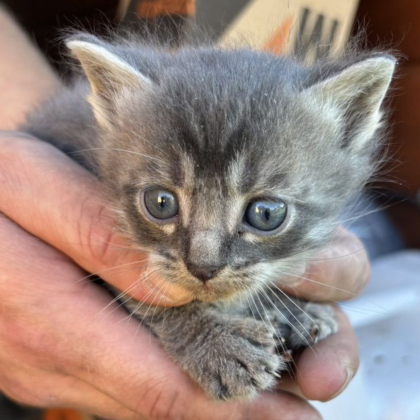 Котёнок в добрые руки