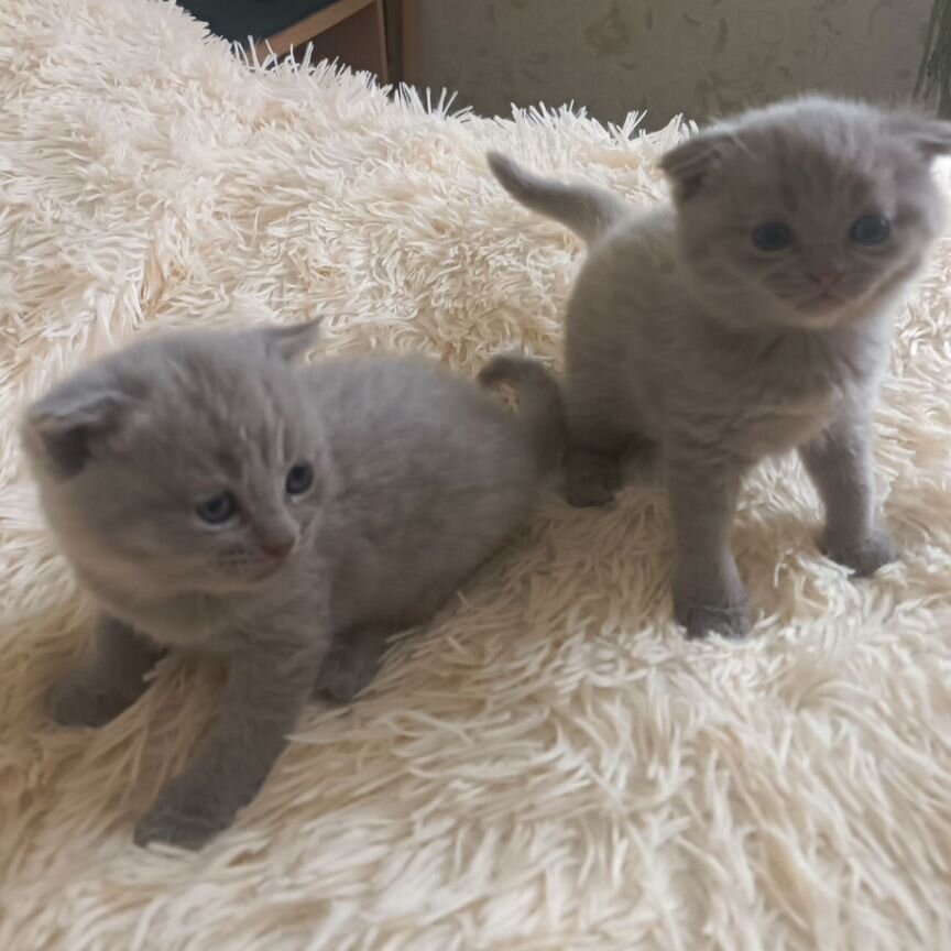 Шотландские котята