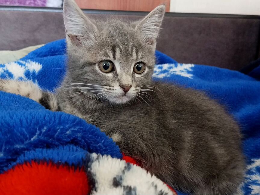 Котенок остался один