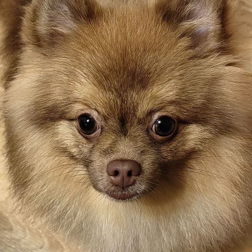 Случка шпиц