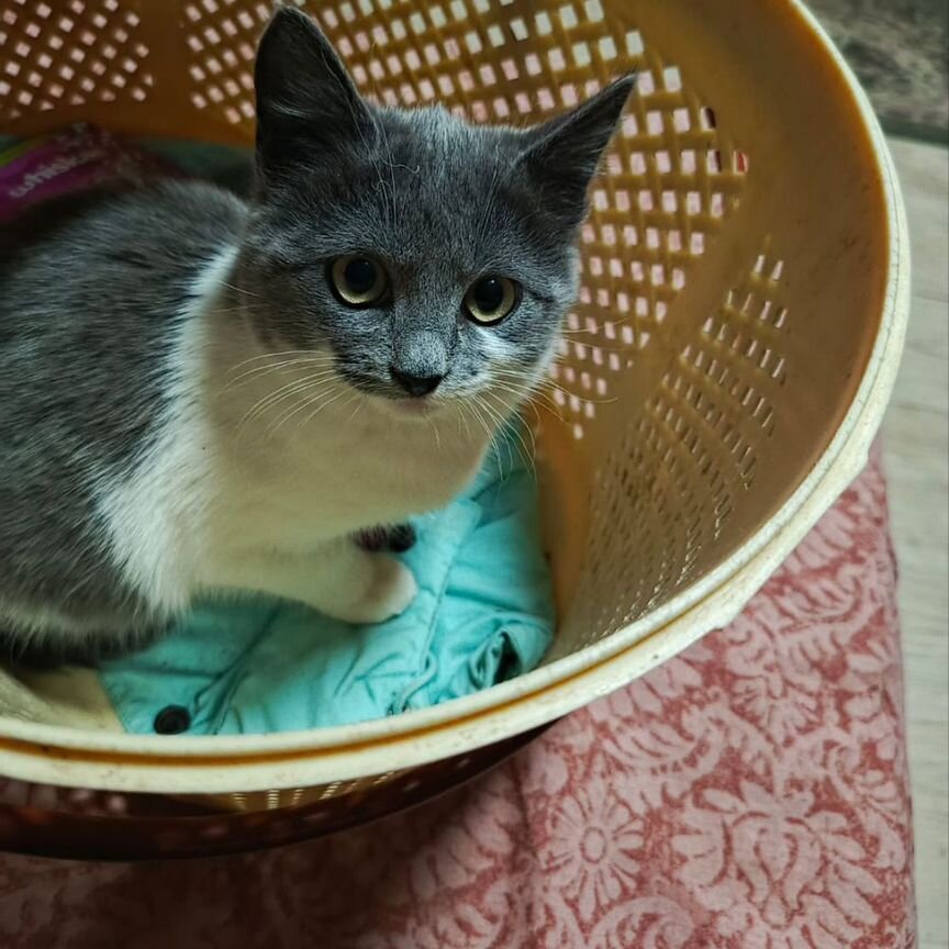 Отдам в добрые руки маленькую кошечку