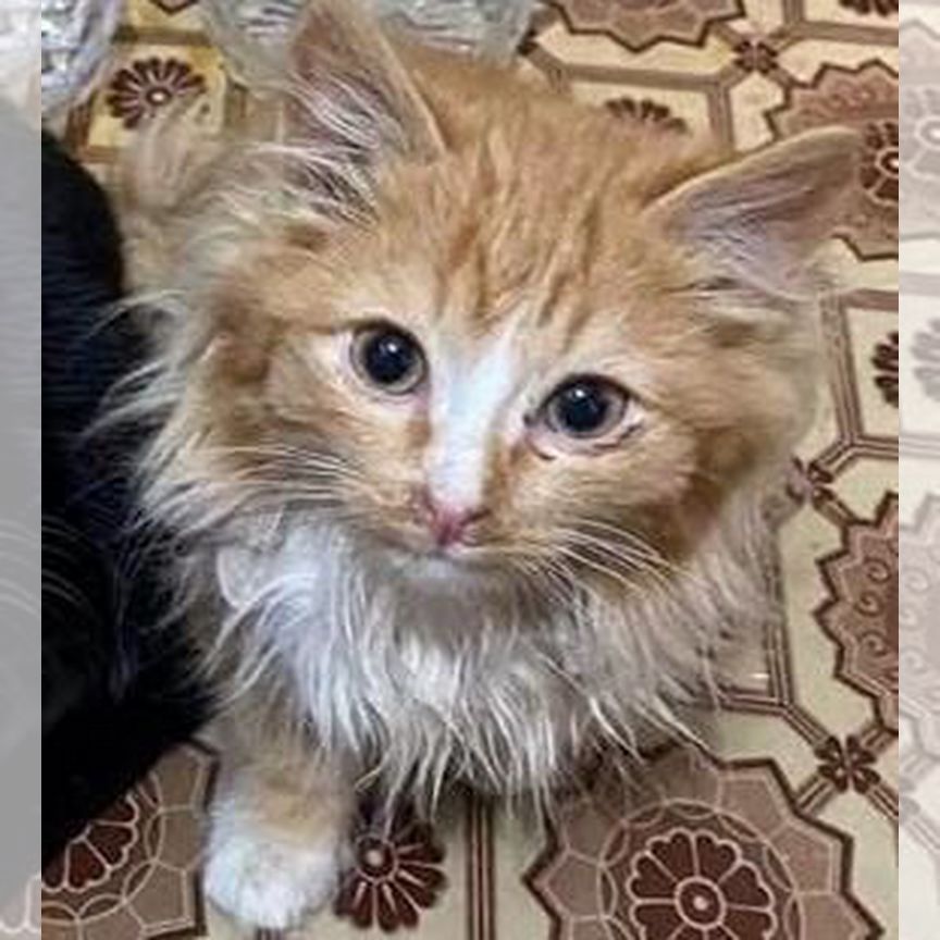 Котята малыши замерзали на улице