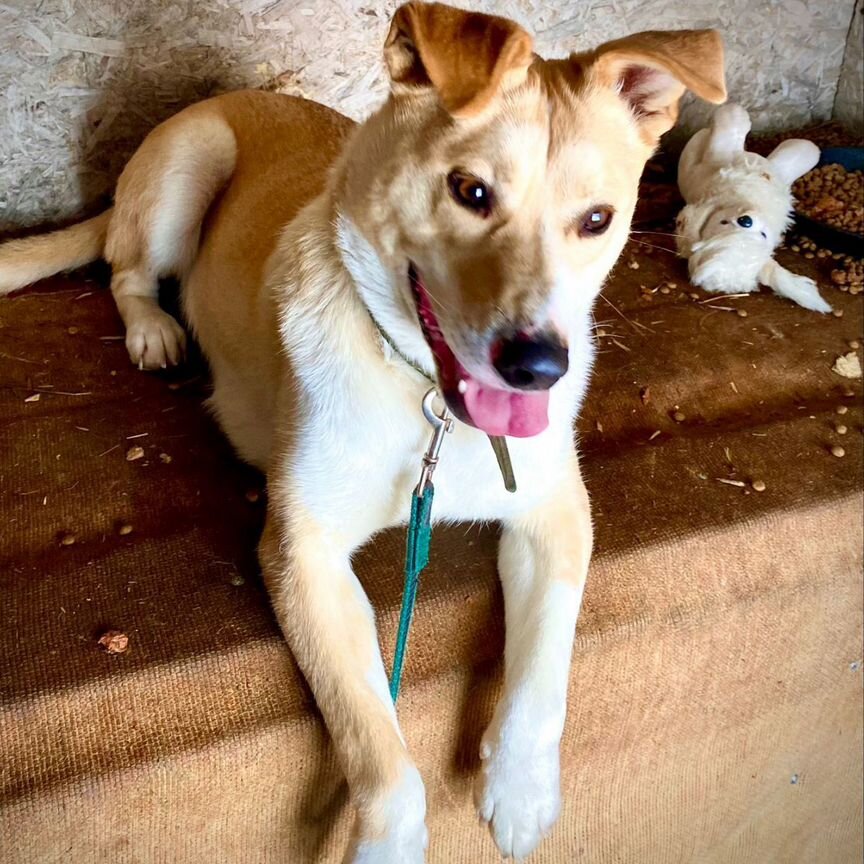 Взрослый пёс в добрые руки