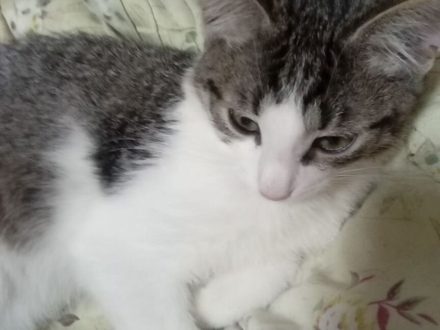 Котик