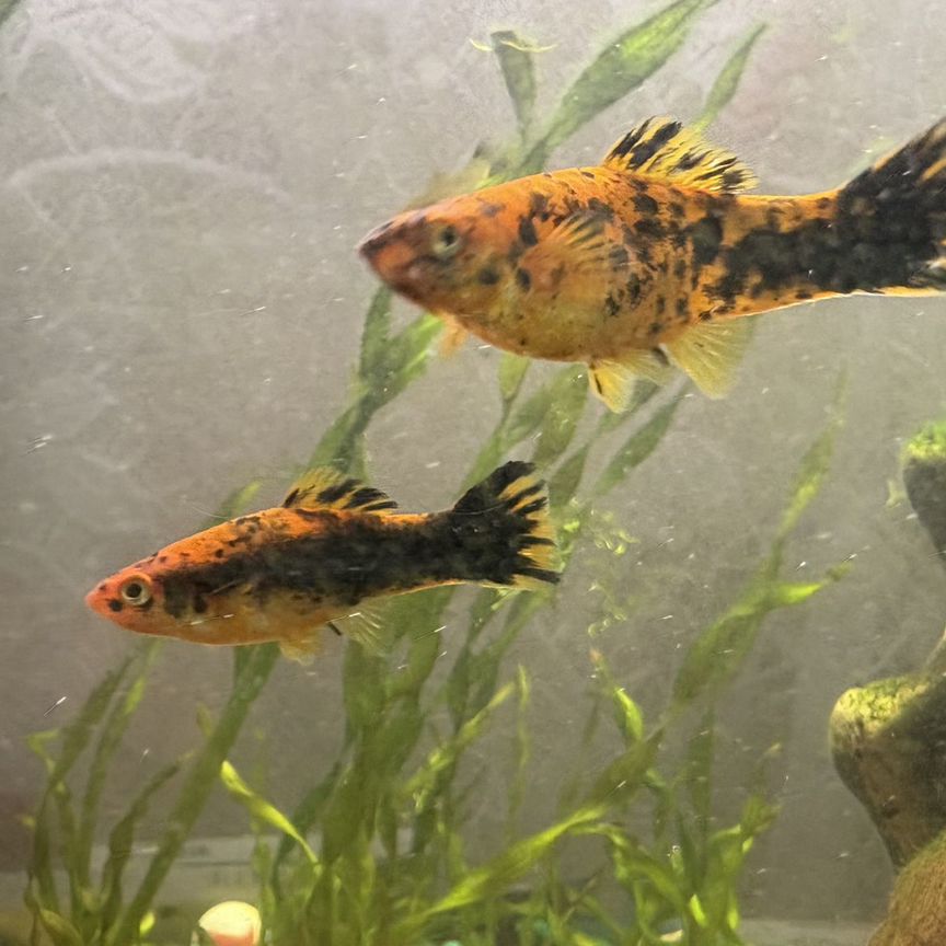 Рыба. Меченосцы и гуппи