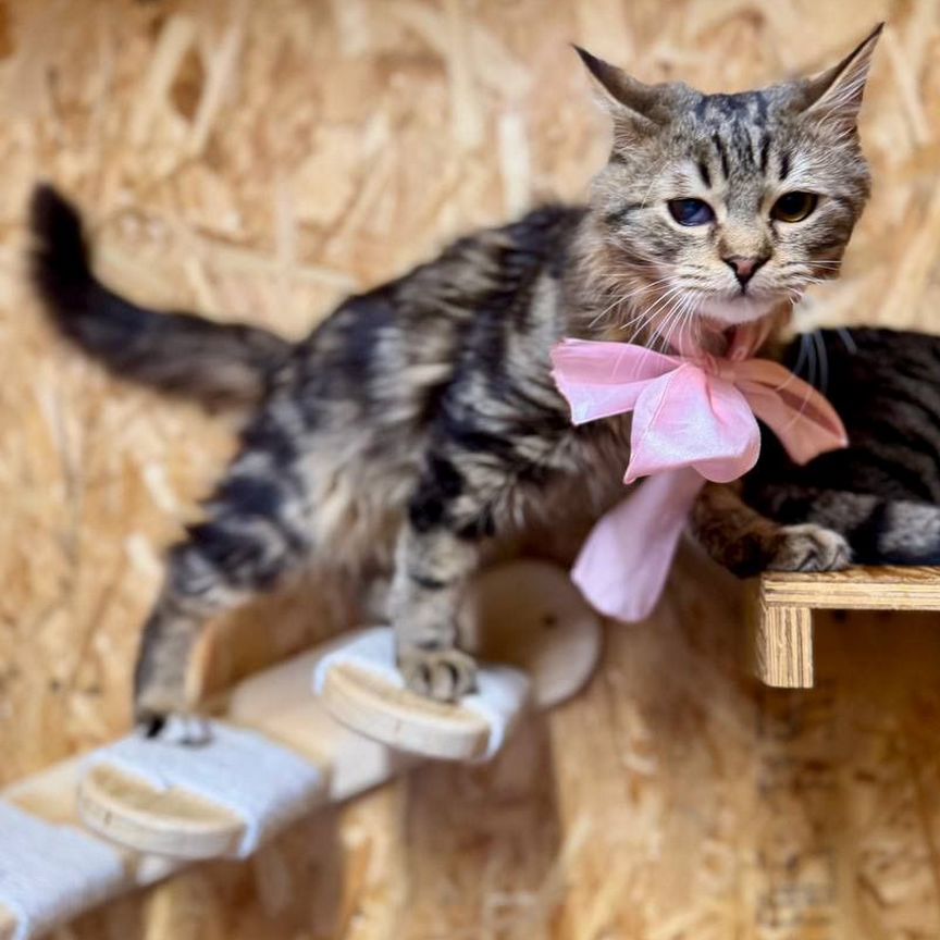 Взрослая, Девочка кошка в добрые руки