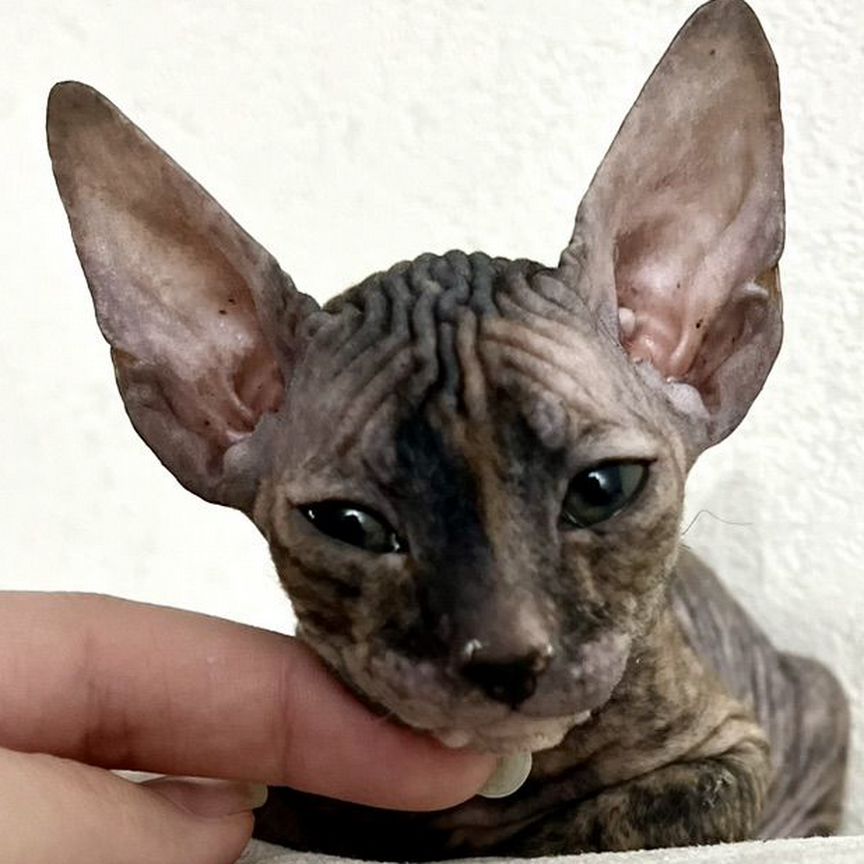 Донской сфинкс девочка