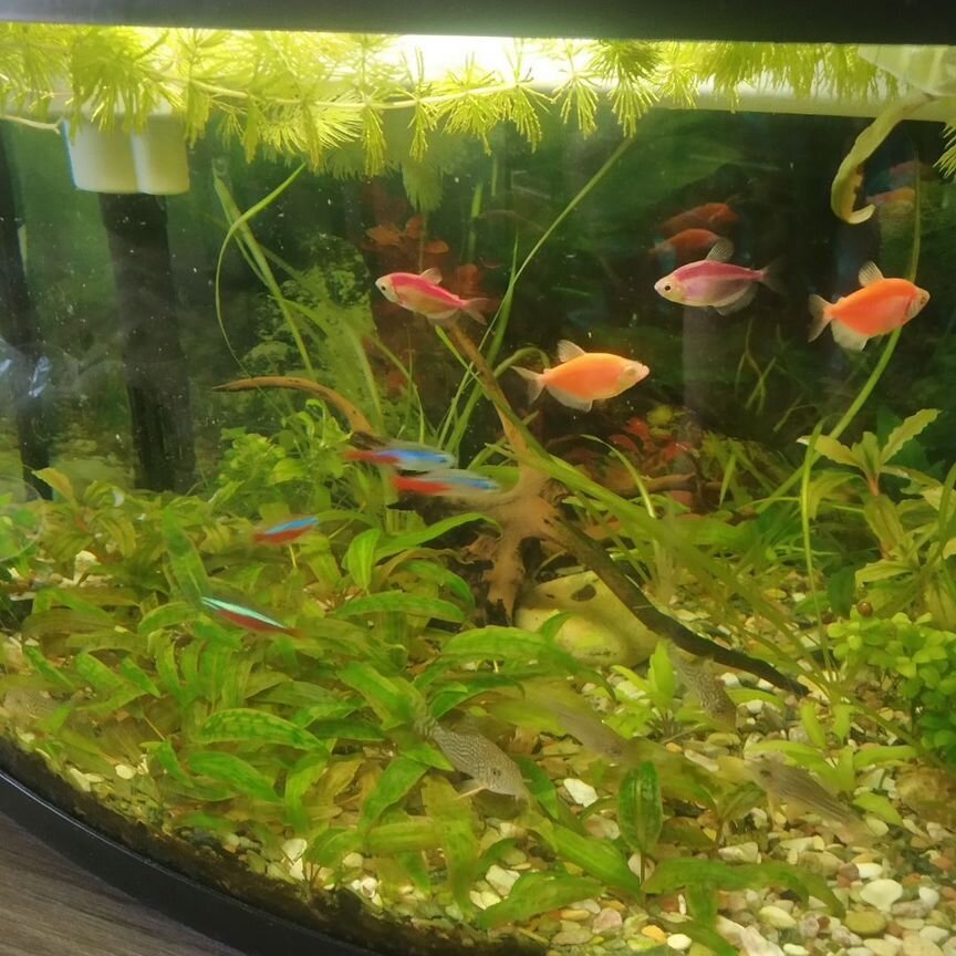 Аквариум 50 л