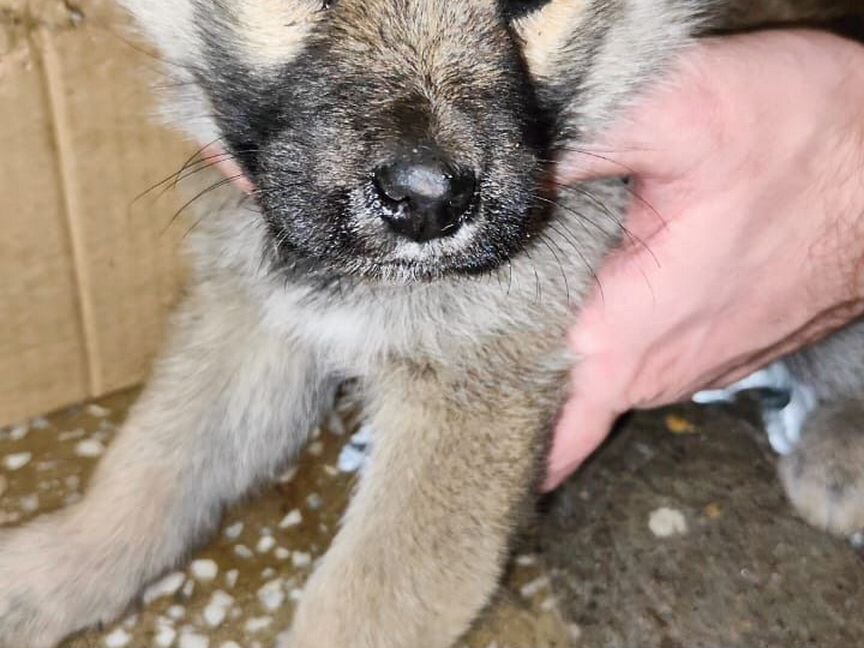 Щенки мальчики 2-3 месяца