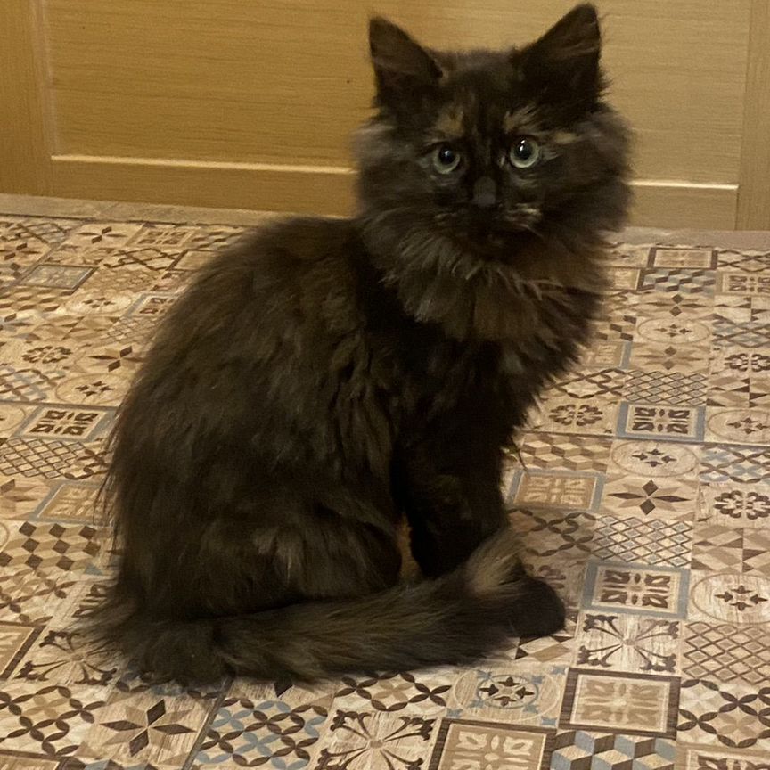 Котята