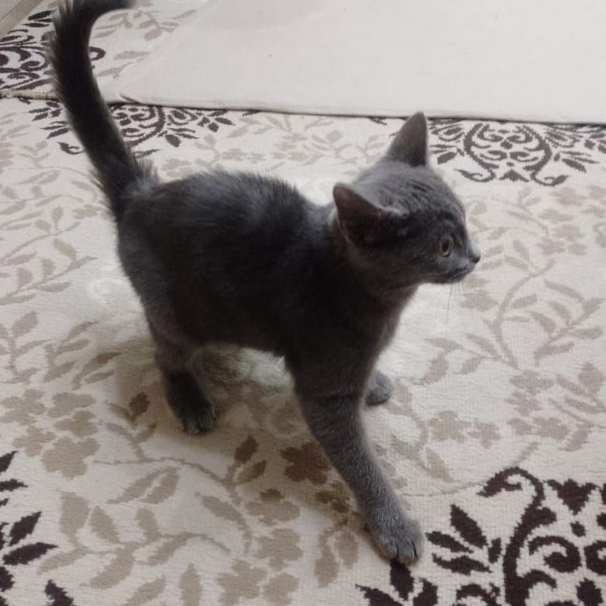 Котенок голубая шиншилла
