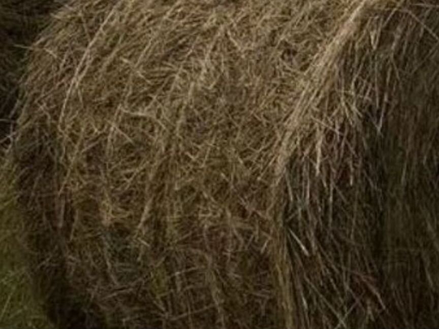 Сено в рулонах