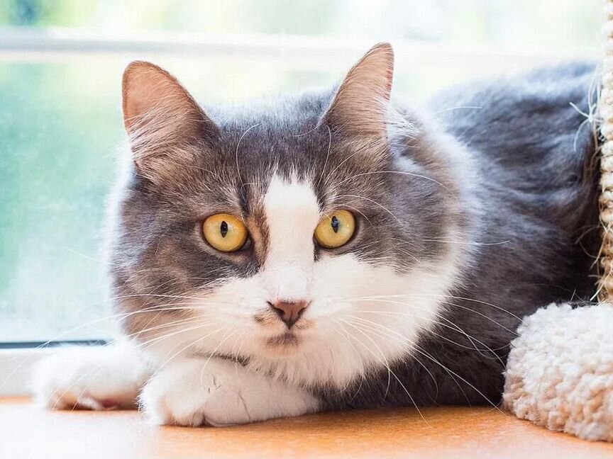 Пушистая красотка кошка Ангрбода в добрые руки