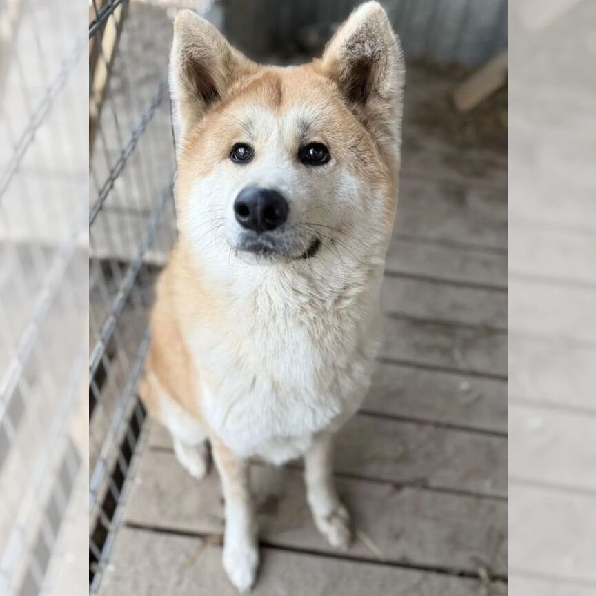 Акита-ину, взрослый пёс