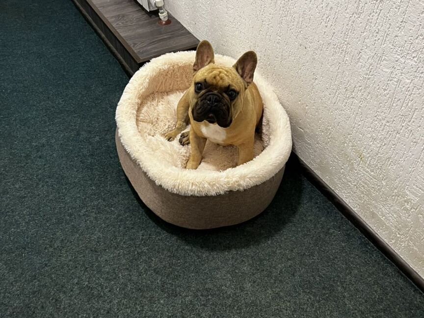 Французский бульдог в добрые руки