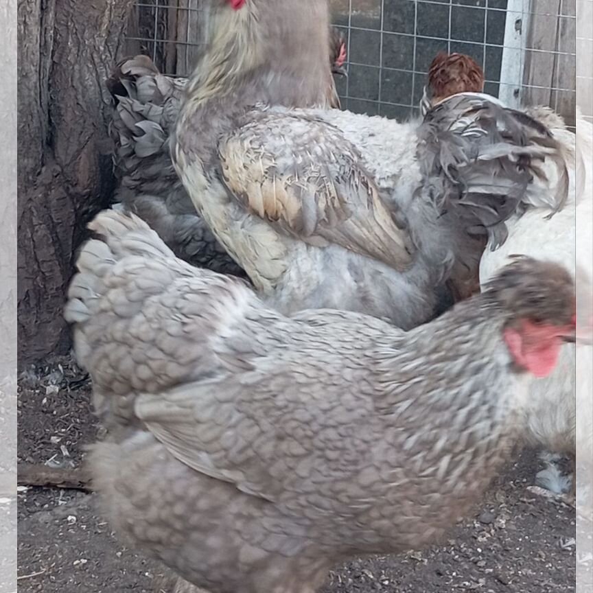 Инкубационное яйцо