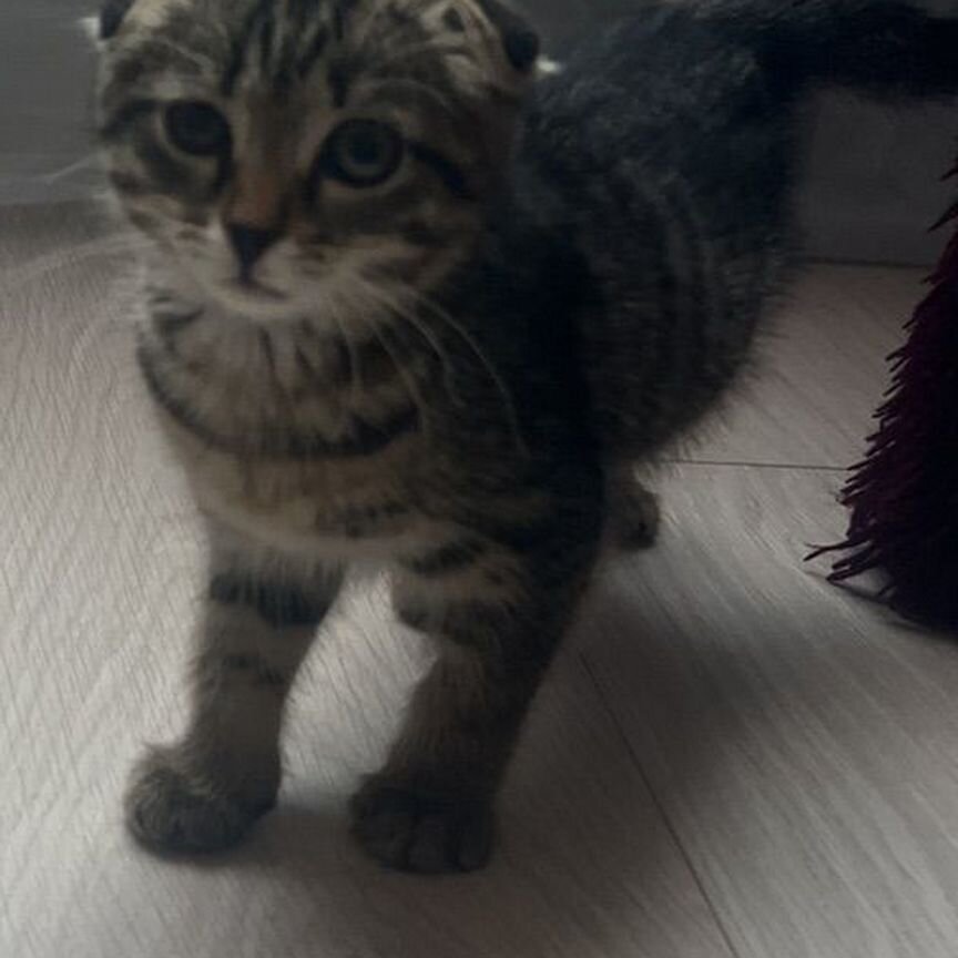 Шотландский вислоухий короткошёрстный котёнок