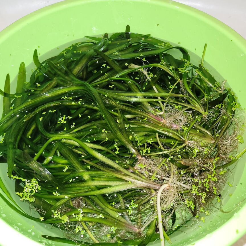 Валиснерия гигантская