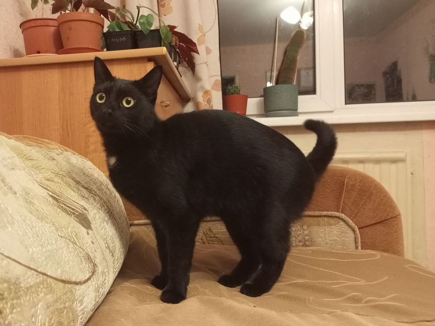 Найдена кошка