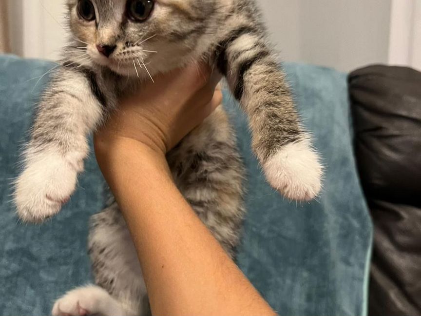 Котята от Британца