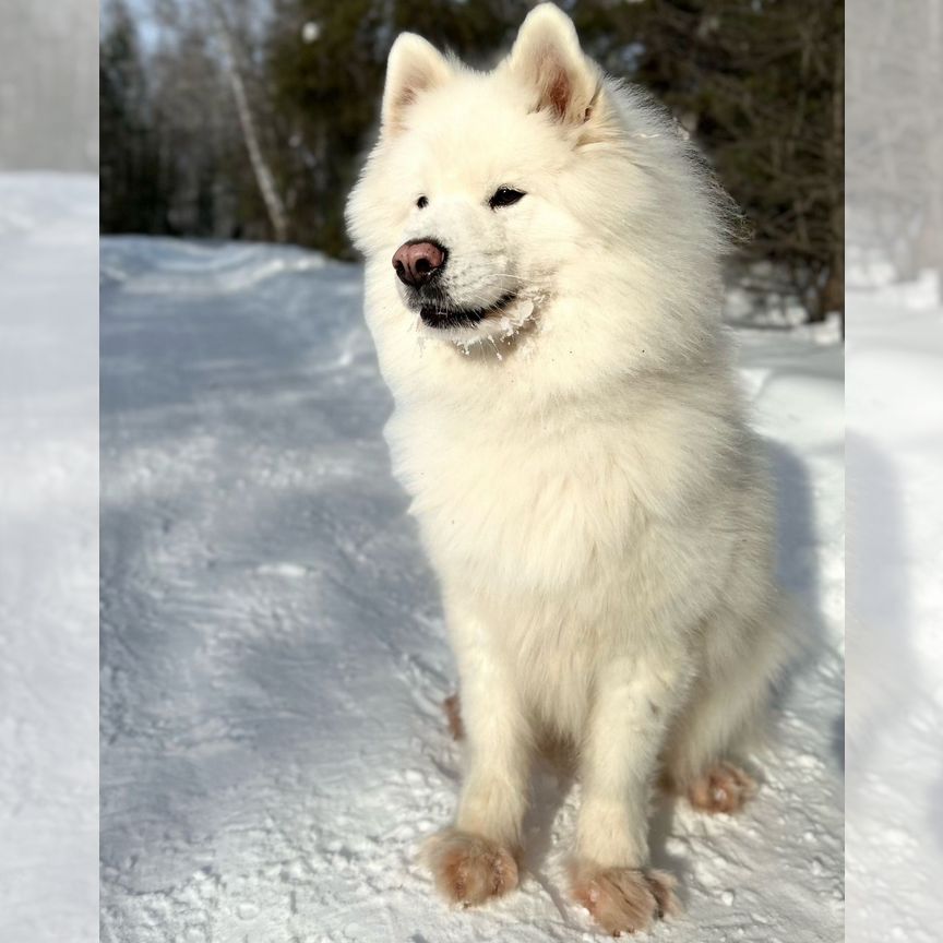 Самоедская собака, взрослая
