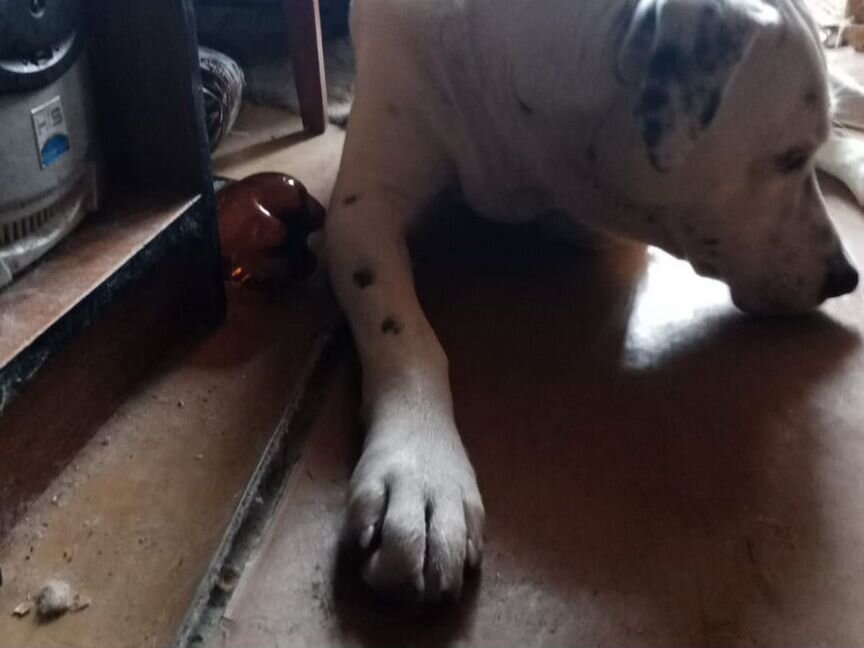 Далматин-аллабай