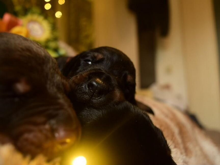 Щенки Добермана РКФ