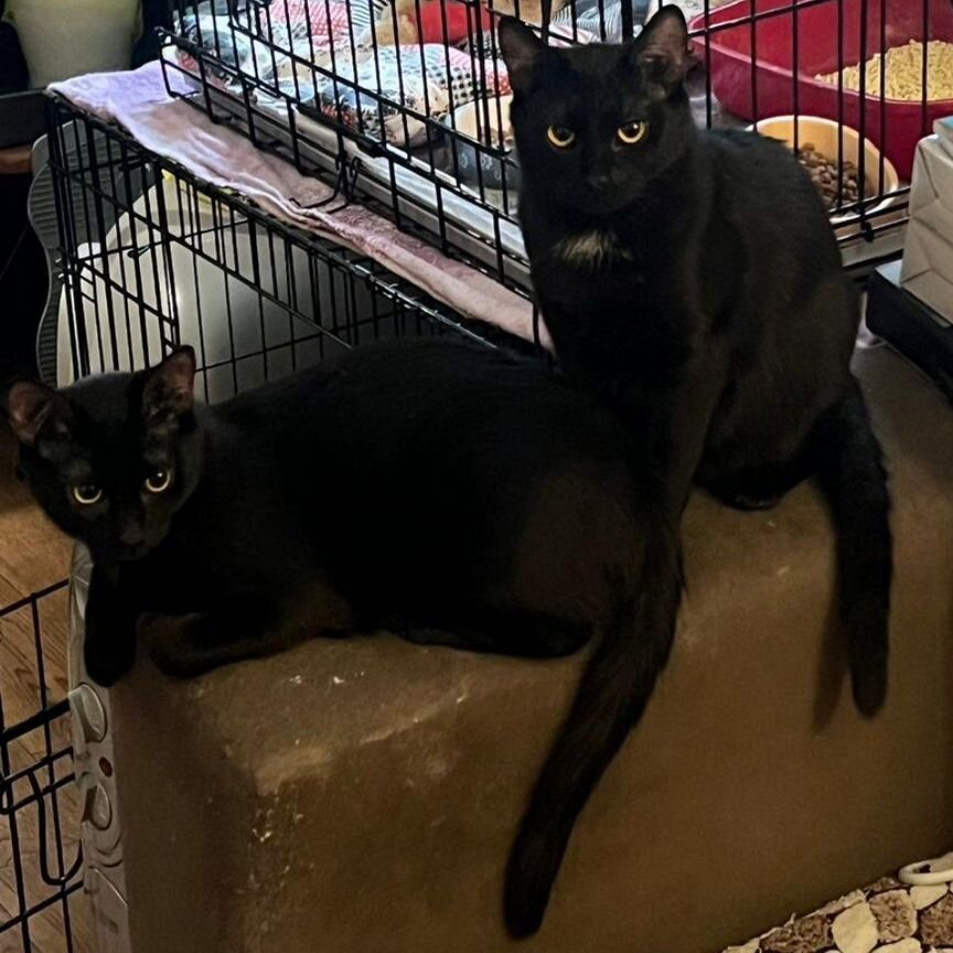 Кошки в добрые руки бесплатно