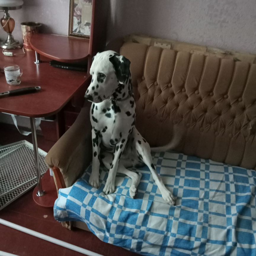 Собака долматинец