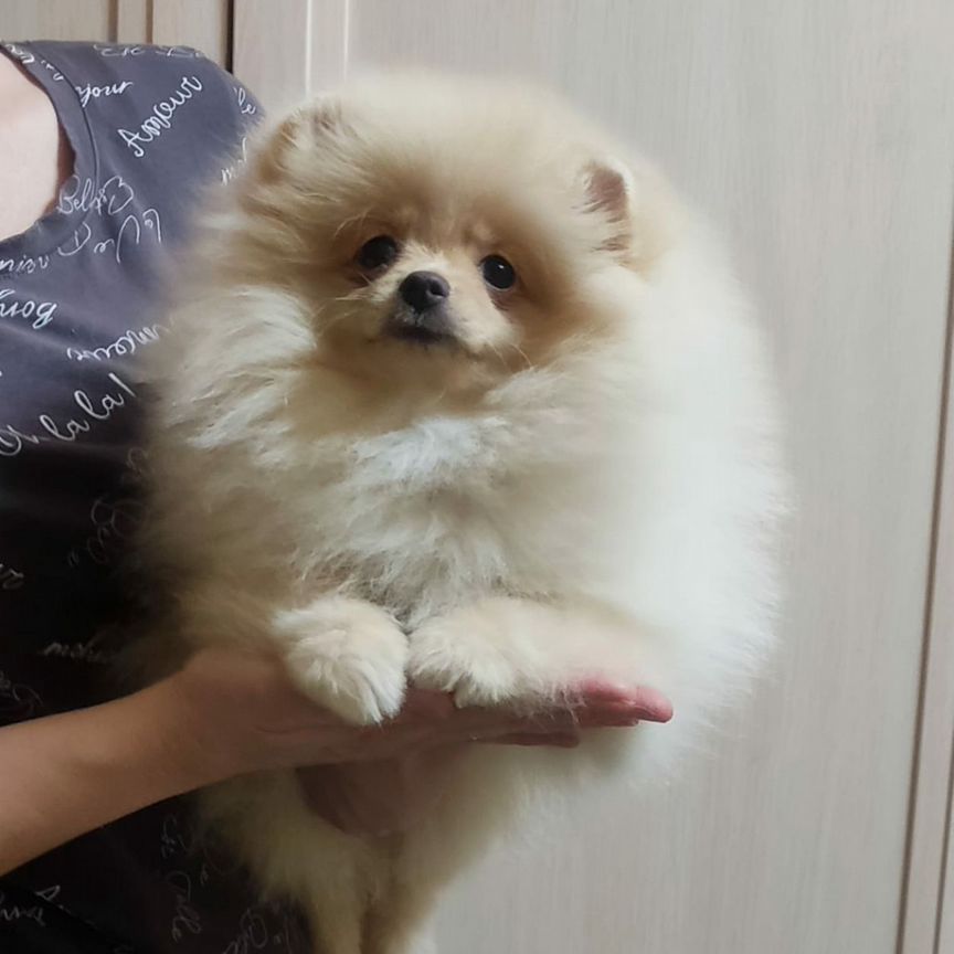 Шпиц девочка - крембрюлешка